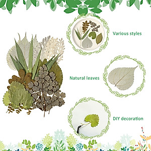 TimTin 84 Pieces Dried Pressed Leaves Dried Flowers Resin Dried Leaves Resin Mini Dried Flowers Crafts Dried Greenery Assorted Dried Leaves Art DIY Handmade Bookmarks 4 Bags (Vivid Style)