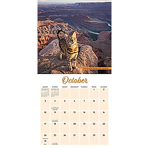 Suki the Adventure Cat 2021 Wall Calendar