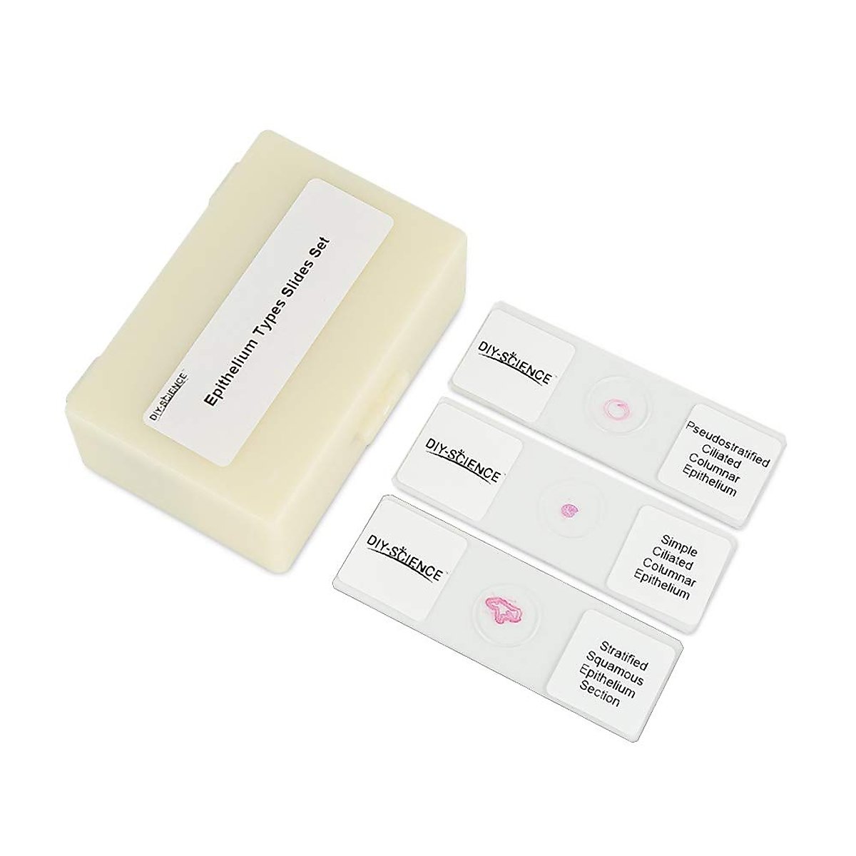 Prepared Epithelium Types Microscope Slides Set, Excellent 11pcs Specimens Representing The Major Types of Epithelium