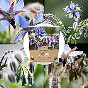 Sweet Yards Seed Co. Borage Seeds – Extra Large Packet – Over 1,200 Open Pollinated Non-GMO Wildflower Seeds – Borago officianalis