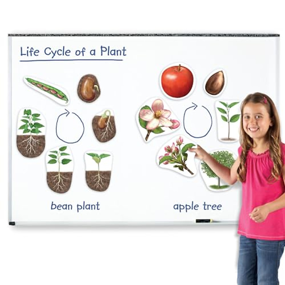 Learning Resources Giant Magnetic Plant Life Cycle - 12 Pieces, Science Exploration Activities for Kids, Homeschool and Classroom Science Supplies