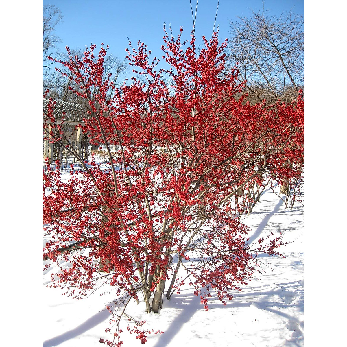 1187-Red Holly Winter Berry (Ilex verticillata) Seeds by Robsrareandgiantseeds UPC0764425788317 Non-GMO,Organic,USA Grower,Bonsai,1187 Package of 7 Seeds