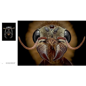 Ants: Workers of the World