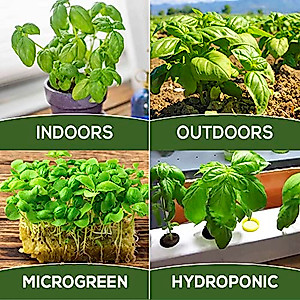 Basil Seeds for Planting Home Garden Herbs - Individual Pack of 550+ Heirloom Seeds, Suitable for Outdoors, Indoors, and Hydroponics - Non-GMO, Non-Hybrid, Untreated, and USA Grown Variety