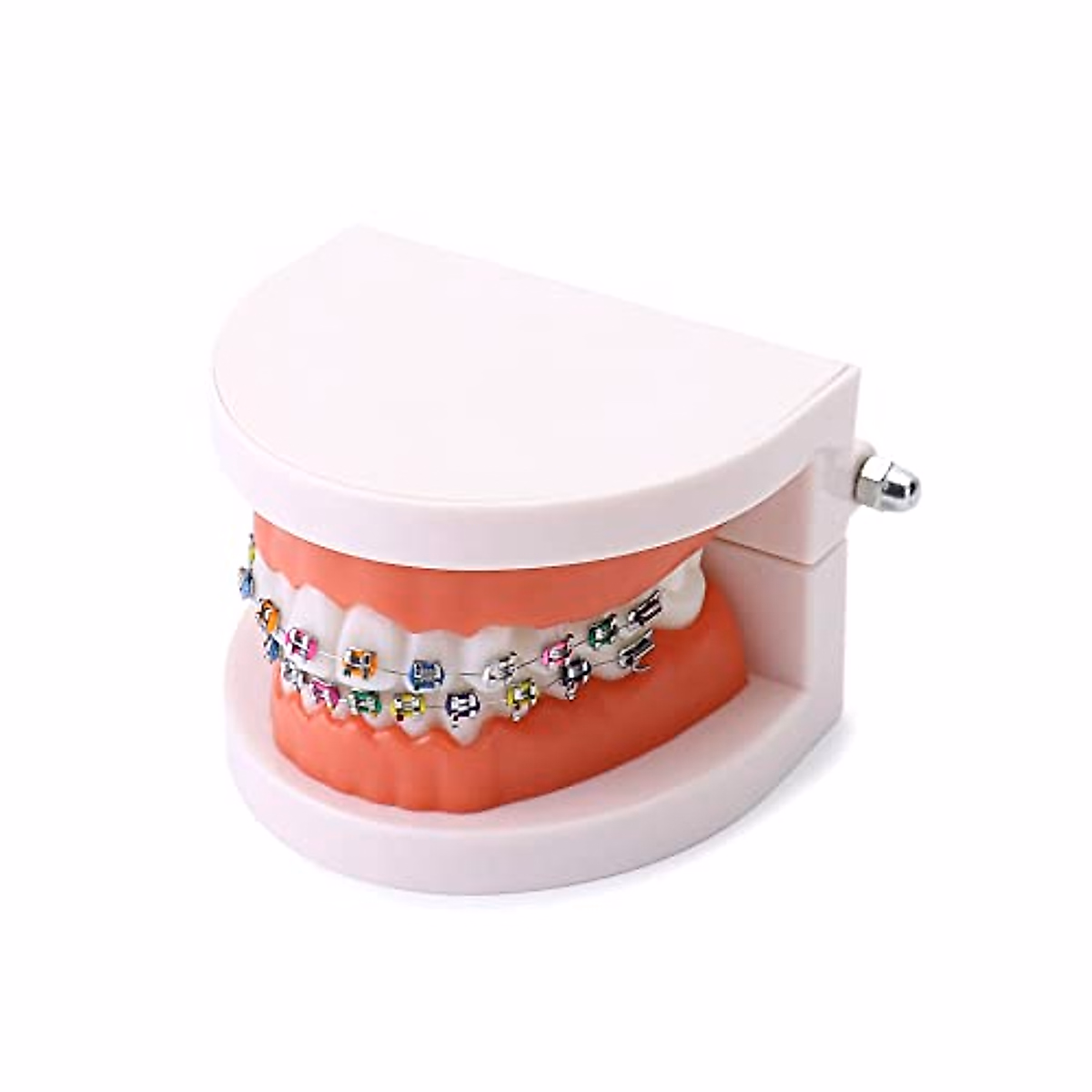 QWORK Typodonts Orthodontics Demonstration Model, Dental Tooth Research Model with Metal Wires and Ceramic Brackets, Teaching Teach Explanation Model for Adults