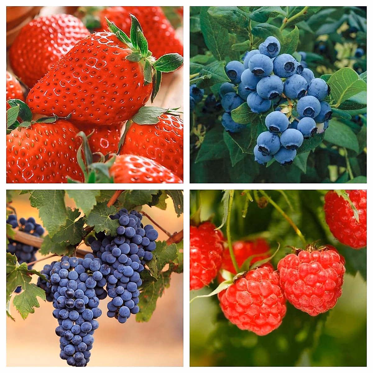 Mixed Fruit Seeds 1000+ Berry Seeds for Planting - Strawberry Raspberry Blueberry & Grape Seeds Fresh Fruit Seeds - Individually Packaged