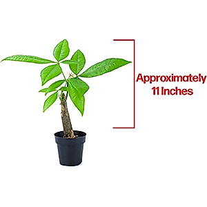 Altman Plants, Live Money Tree Plant, Pachira Aquatica Money Tree, Feng Shui Money Tree Pachira Aquatica Plant, Pachira Plant Bonsai Tree in Planter Pot with Soil, Money Tree Plant Indoor Plants