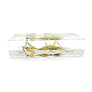 Praying Mantis(Mantis)(rearhorse) Paperweight Specimen Science Education Specimens(4.4x1.6x1.1")
