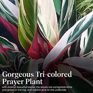 American Plant Exchange Live Stromanthe Trio Star Plant, Prayer Plant, Plant Pot for Home and Garden Decor, 6" Pot