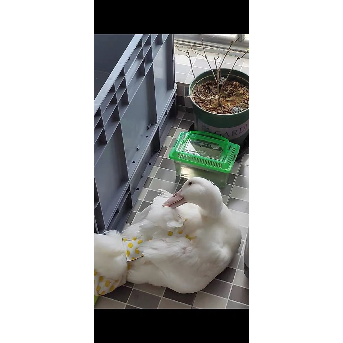 HEZHUO Duck Diapers, Chicken Diapers, Special Diapers for Poultry, Chicken, Duck and Goose Waterproof, Adjustable, Washable and Reusable Diapers (0.2kg-o.25kg)