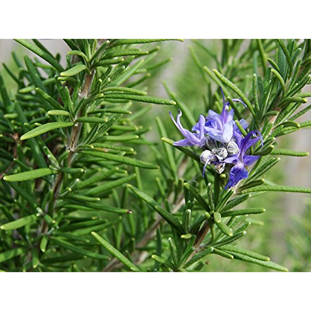 Rosemary (Rosmarinus officinalis) 100mg Seeds for Planting, Dew of The Sea, Sea Dew, Elf Leaf, Guardrobe, Incensier, Compass Weed, and Polar Plant, Open Pollinated, Non GMO, Vegetable Garden