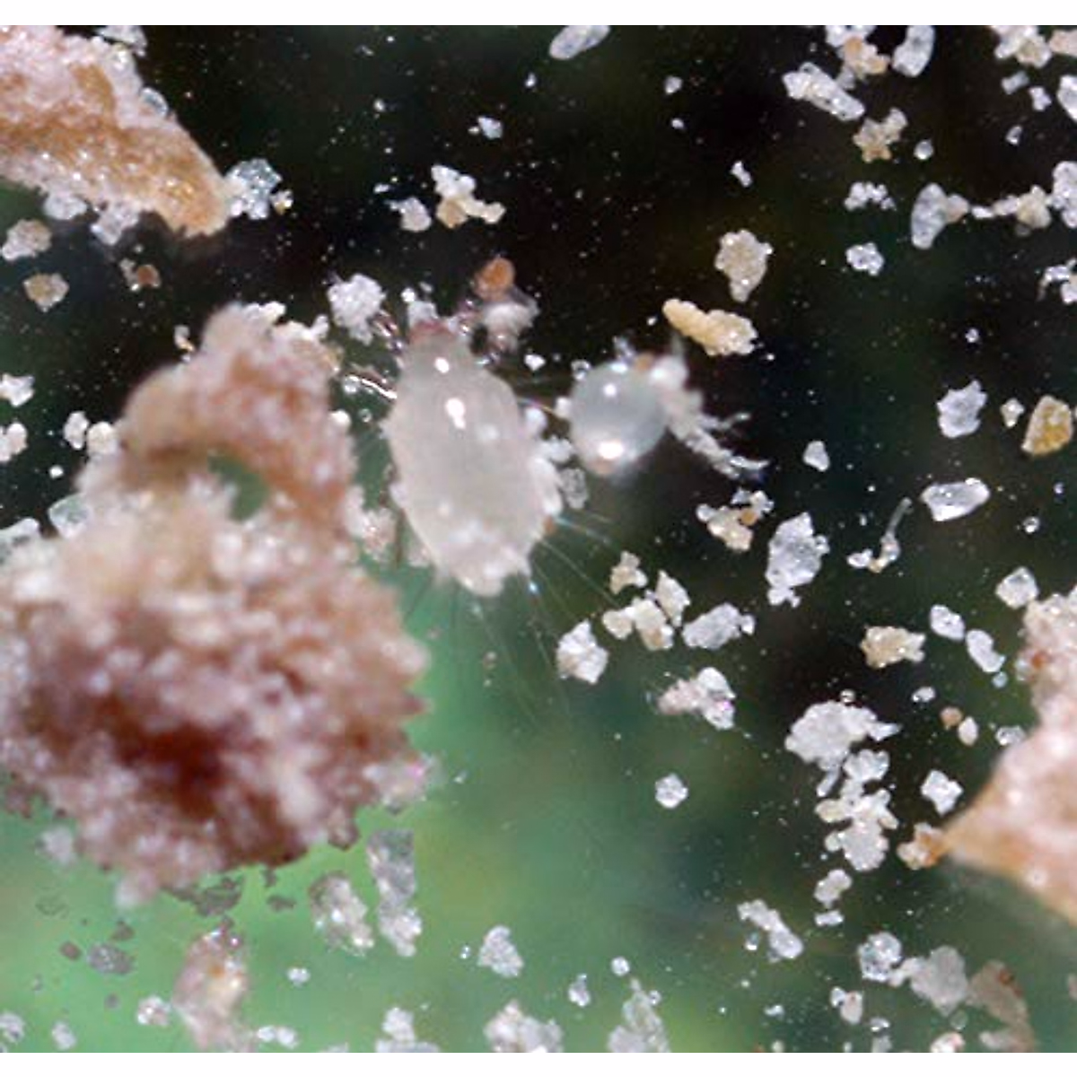 50,000 Live Neoseiulus Amblyseius Cucumeris - Guaranteed Live Delivery!