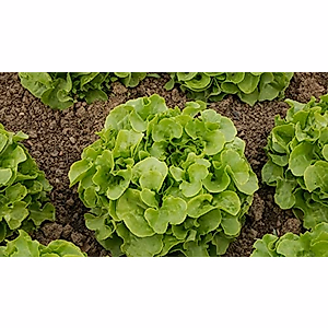 Oakleaf Leaf Lettuce Seeds for Planting, 1000+ Heirloom Seeds Per Packet, (Isla's Garden Seeds), Non GMO Seeds, Botanical Name: Lactuca Sativa, Great Home Garden Gift