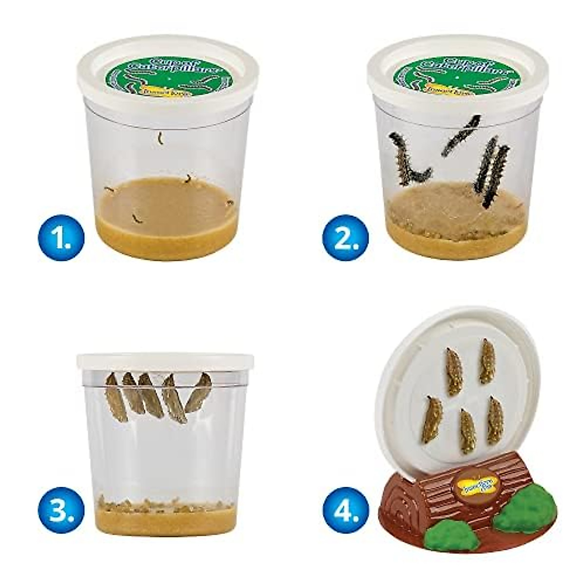 Insect Lore Cup of Caterpillars - Butterfly Kit Refill - Life Science & STEM Education