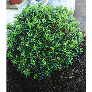 1187-Red Holly Winter Berry (Ilex verticillata) Seeds by Robsrareandgiantseeds UPC0764425788317 Non-GMO,Organic,USA Grower,Bonsai,1187 Package of 7 Seeds