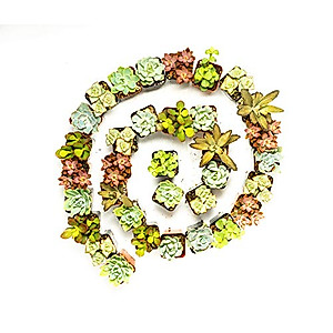 Succulent Assorted Pack- Perfect for Weddings, Party Favors, Home Gardens, and Social Events by Jiimz (20 Pack)