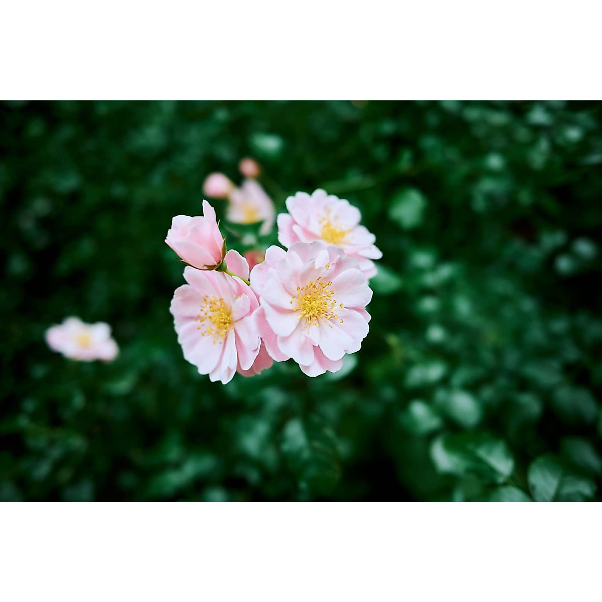 Nikon Z fc DX-Format Mirrorless Camera Body w/NIKKOR Z 28mm f/2.8 (SE) (Renewed)