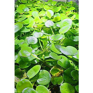 20+ Leaves Amazon Frogbit (Limnobium laevigatum) Live Aquarium Plant - Floating Aquatic Plant for Natural Fish Tank Decor and Oxygenation - Easy Care Aquatic Plants for Your Tank - Fish Breeding
