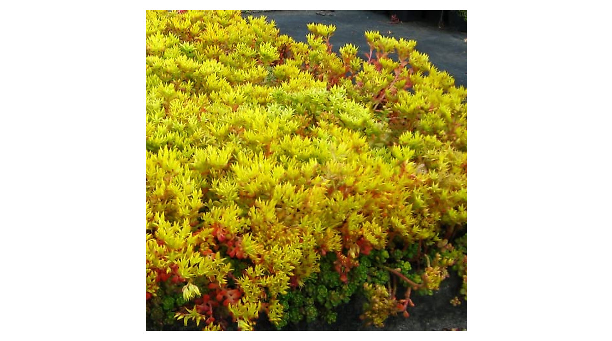 Sedum Oreganum Seeds: Easy Grow Oregon Stonecrop for Pollinators