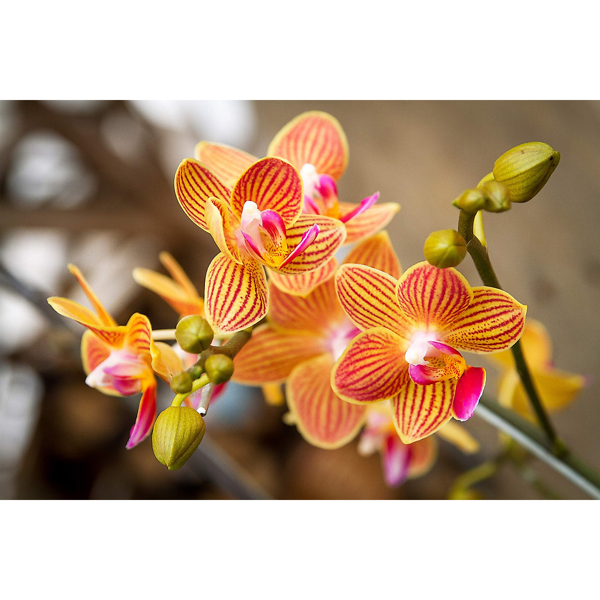 Orchid Fertilizer | Food | Encourages Orchids to Grow in Pot/Pots | for Indoor Outdoor Plant | Orchid Potting Mix by Aquatic Arts