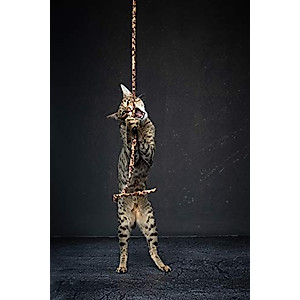 CAT DANCER Jungle Cat Wand 2 Pack, Multi Color (305),Medium Breeds
