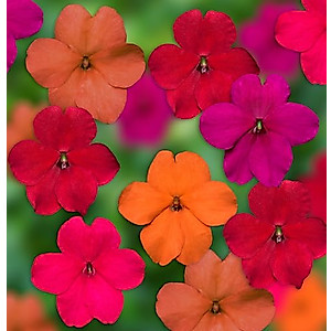 Outsidepride 100 Seeds Impatiens Xtreme Tango Shade Garden Flower Seed Mix for Planting