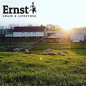 Ernst Grain Cracked Corn, Non-GMO – Perfect Feed for Ducks, Squirrels, Chickens, Ducks, Deer, Rabbits, Geese, and More! (50 lb)
