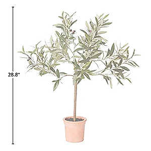 Amazon Brand - Stone & Beam Artificial Olive Tree Topiary with Faux Terracotta Pot, 2.4 Feet (28.8 Inches), Indoor