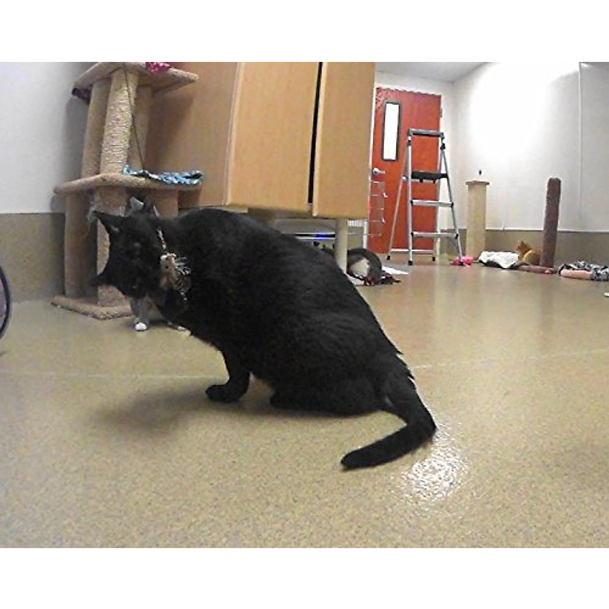 Big Sky Cats House Finch Bird Refill/Attachment- Fits Wildcat and Popular Bird and Mouse Type Wands/Poles