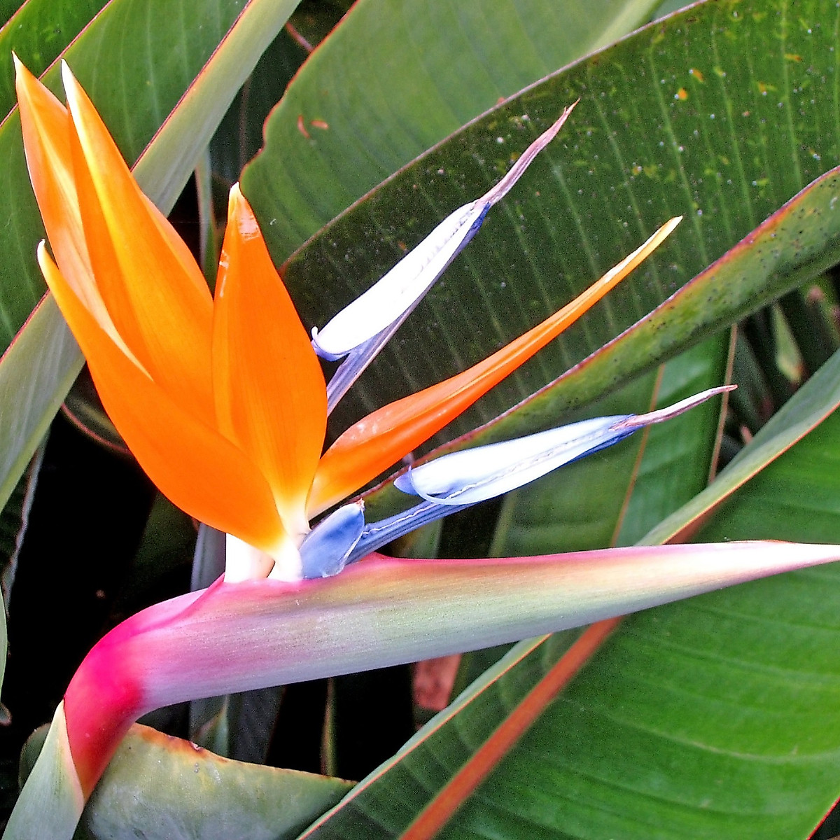 Outsidepride Bird of Paradise Plant Flower Seed - 15 Seeds