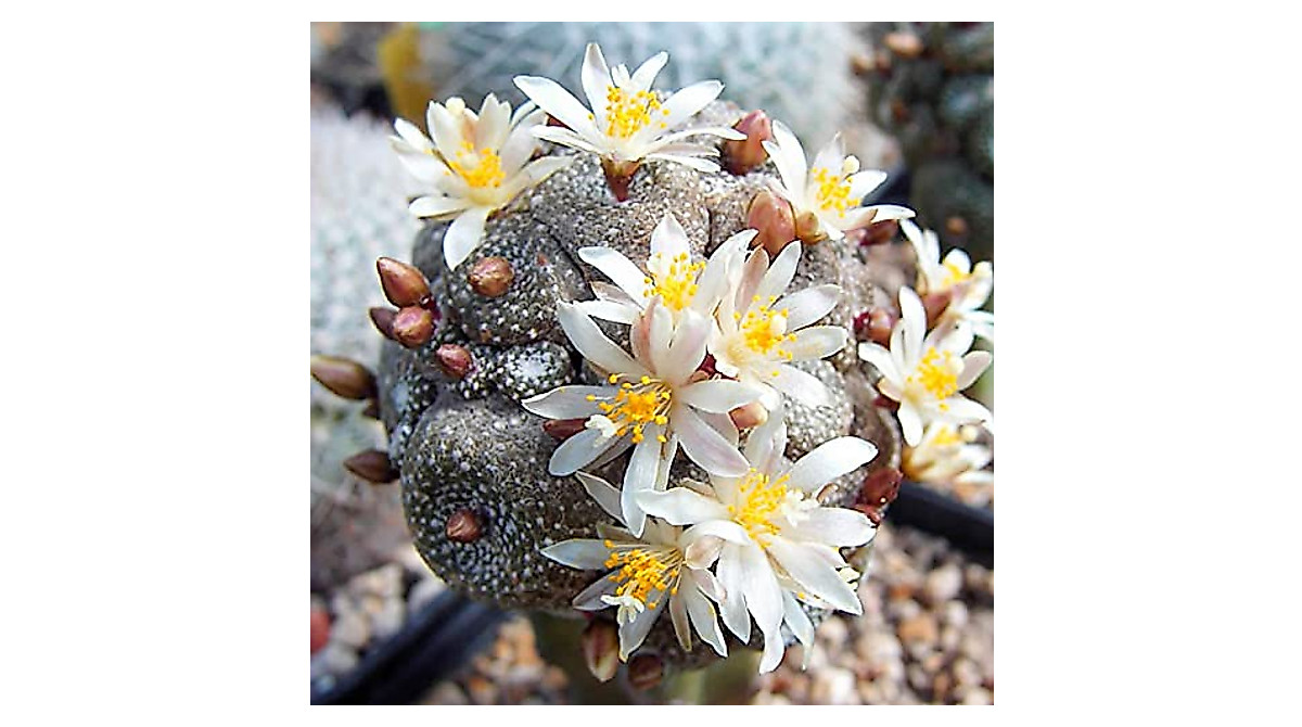 Buy Blossfeldia Liliputiana Seed - Rare Small Cactus for Indoor Garden