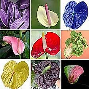 Dichondra Fresh 100 pcs Anthurium Perennial Flower Seeds for Planting Mixed 2