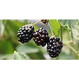 BlackBerry - Chester - THORNLESS - Non-GMO - Good Flavor, Large Berries - 2 Pack - Wrapped in Coco Coir - GreenEase by ENROOT