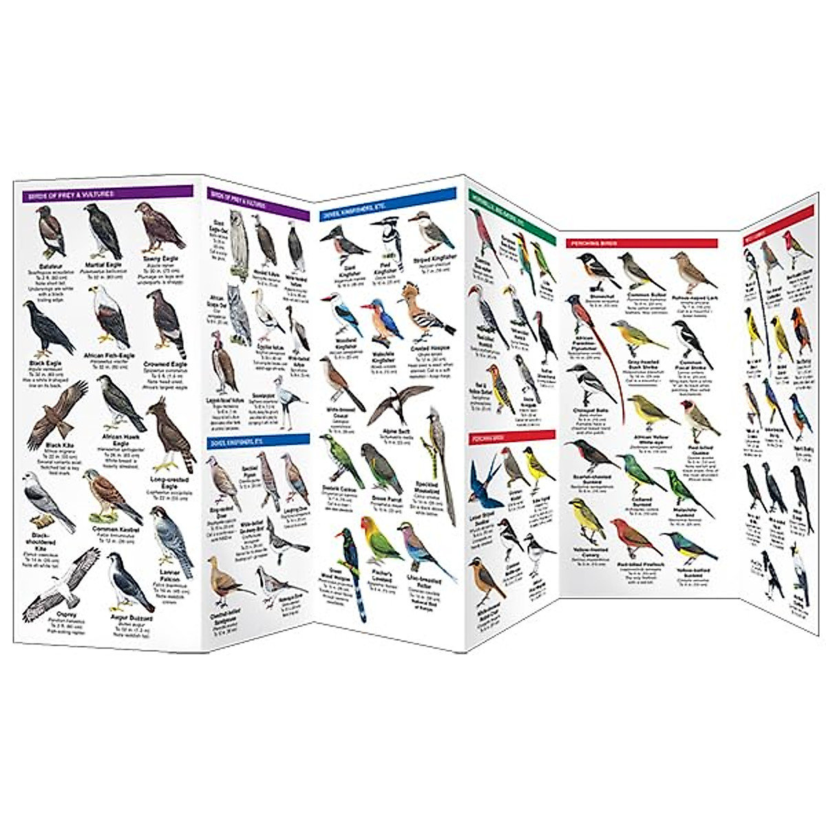 East Africa Birds: A Folding Pocket Guide to Familiar Species in Kenya, Tanzania & Uganda (Nature Observation International)