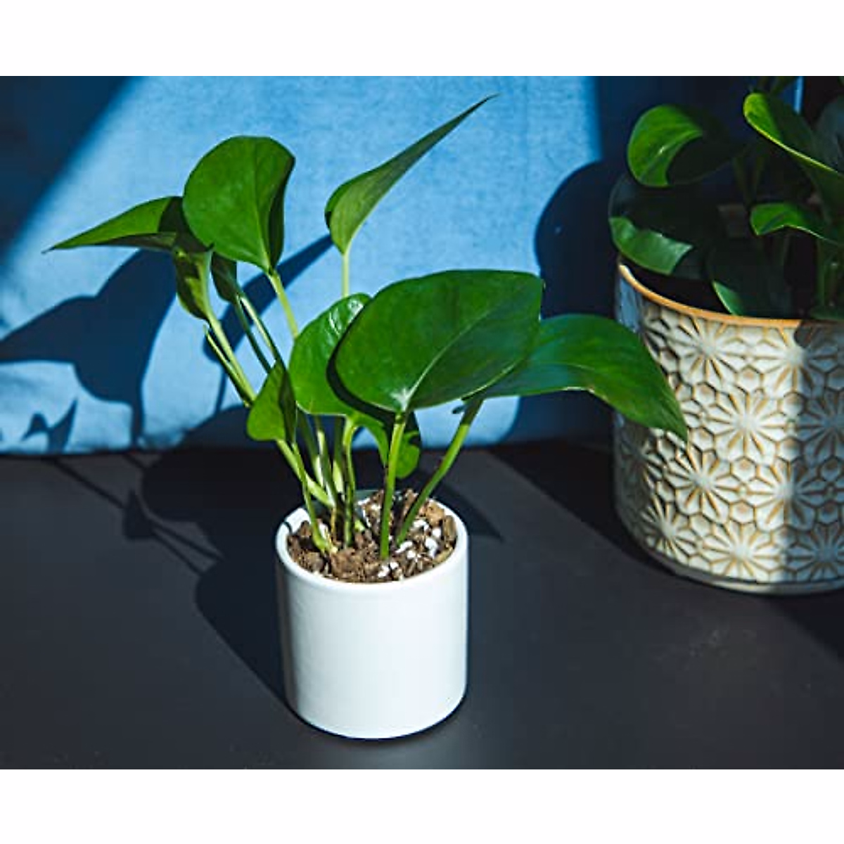 Easy to Grow Houseplants (12 Pack) Live House Plants in Plant Containers, Growers Choice Plant Set in Planters with Potting Soil Mix, Home Décor Planting Kit or Outdoor Garden Gifts by Plants for Pets