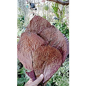 Pufa SIAM Shop Premium Indian Almond Leaves Medium Catappa for Betta Fish & Shrimps|Best Betta Fish / Shrimp Leaves |Indian Catappa Almonds Naturally sourced Almond Leaves Help Boost immunity50 g.