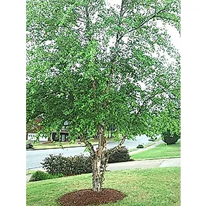 River Birch, (Black Birch), Betula nigra, 150 Seeds (BTL) (Fast, Hardy, Fall Color) - Fresh Seeds