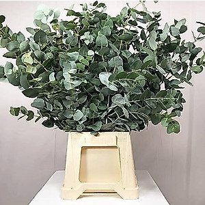 CHUXAY GARDEN Eucalyptus Cinerea Tree Seed,Argyle Apple,Silver Dollar Tree 25 Seeds Evergreen Tree Air Purifier Aromatic Adding a Decorative Appeal Low-Maintenance