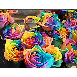 100-Colorful Rainbow Rose Seeds-Beautiful Flower-Perennial