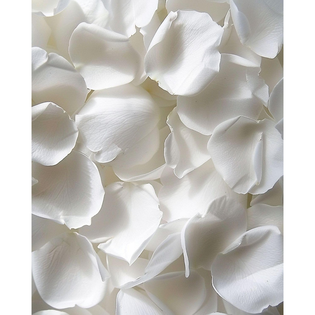REAL Rose Petals, Pearl White Freeze-Dried Petals 3.5oz Biodegradabel Wedding Natural Confetti, Perfectly Preserved Flower Petals for Table Decorations