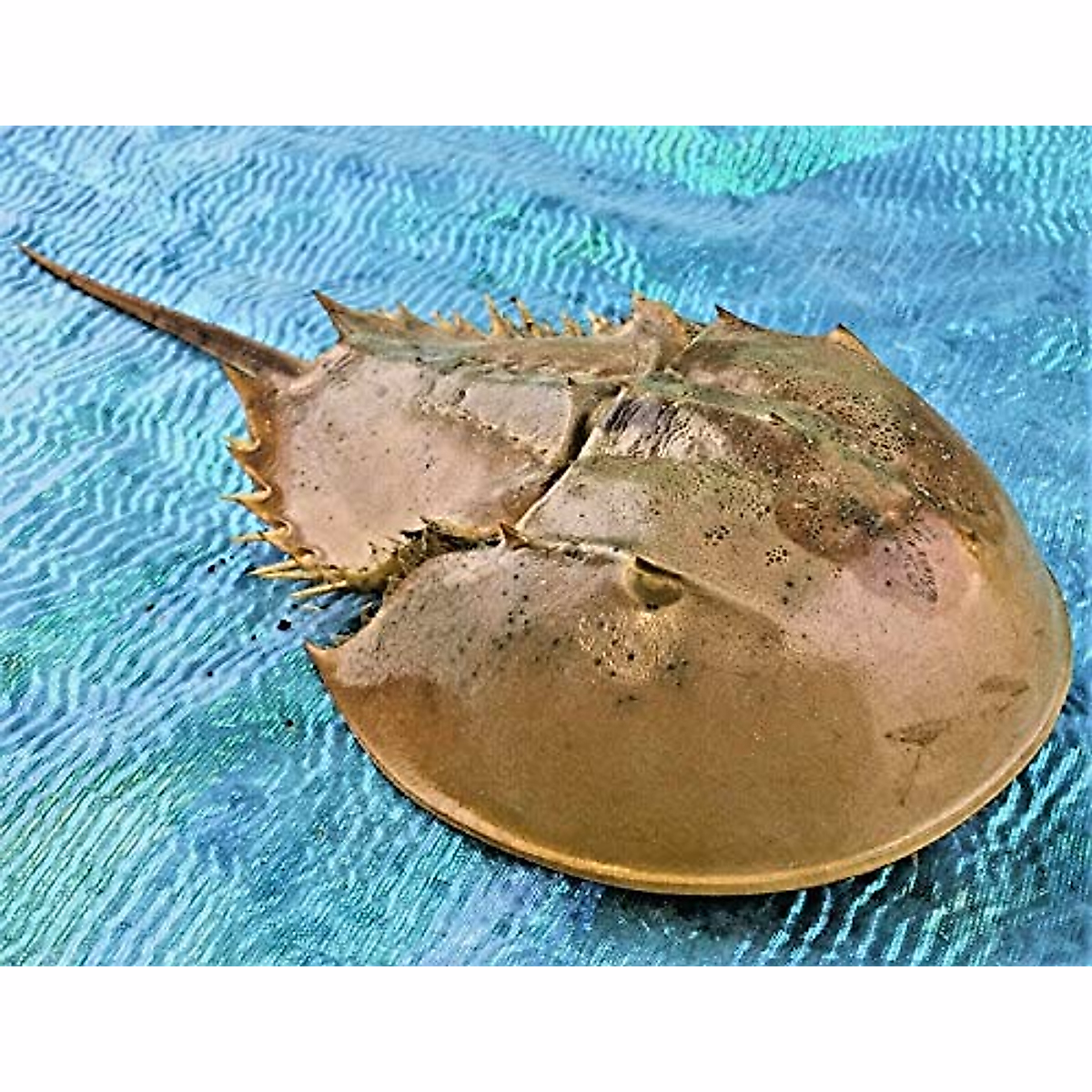 Real Horseshoe Crab Shell with Legs Shell Specimen Collectible