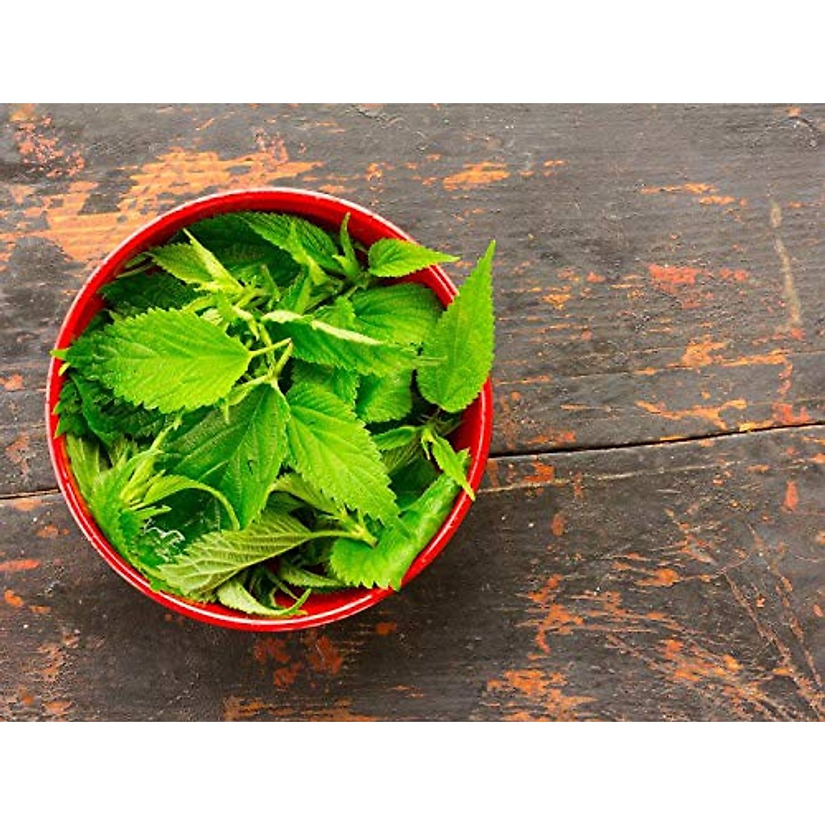 Gaea's Blessing Seeds - Stinging Nettle Seeds - Non-GMO Seeds with Easy to Follow Instructions - Open-Pollinated Heirloom 95% Germination