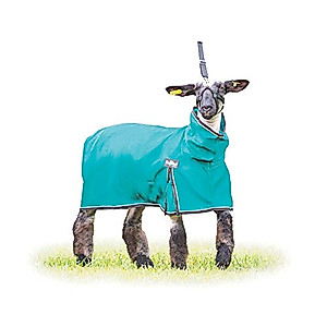 Weaver Leather ProCool™ Sheep Blanket, Medium, Teal