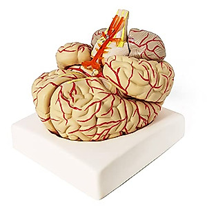 Evotech Human Brain Model w/Arteries, 9 Parts Life Size Anatomy Brain Model on a Base Show Horizontal Plain Through Eyeball Level for Science Classroom Study Display, Manual Included