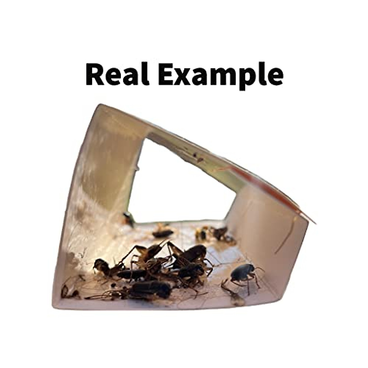 Bug Shield Sticky Glue Traps 12 Glue Boards, All Types of Incets, Spiders, Cockroaches, Ants, Cave Crickets, and More. Professional Strength Glue.