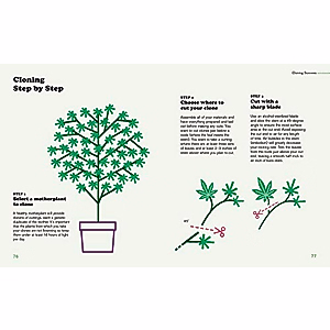 Cannabis: A Beginner's Guide to Growing Marijuana