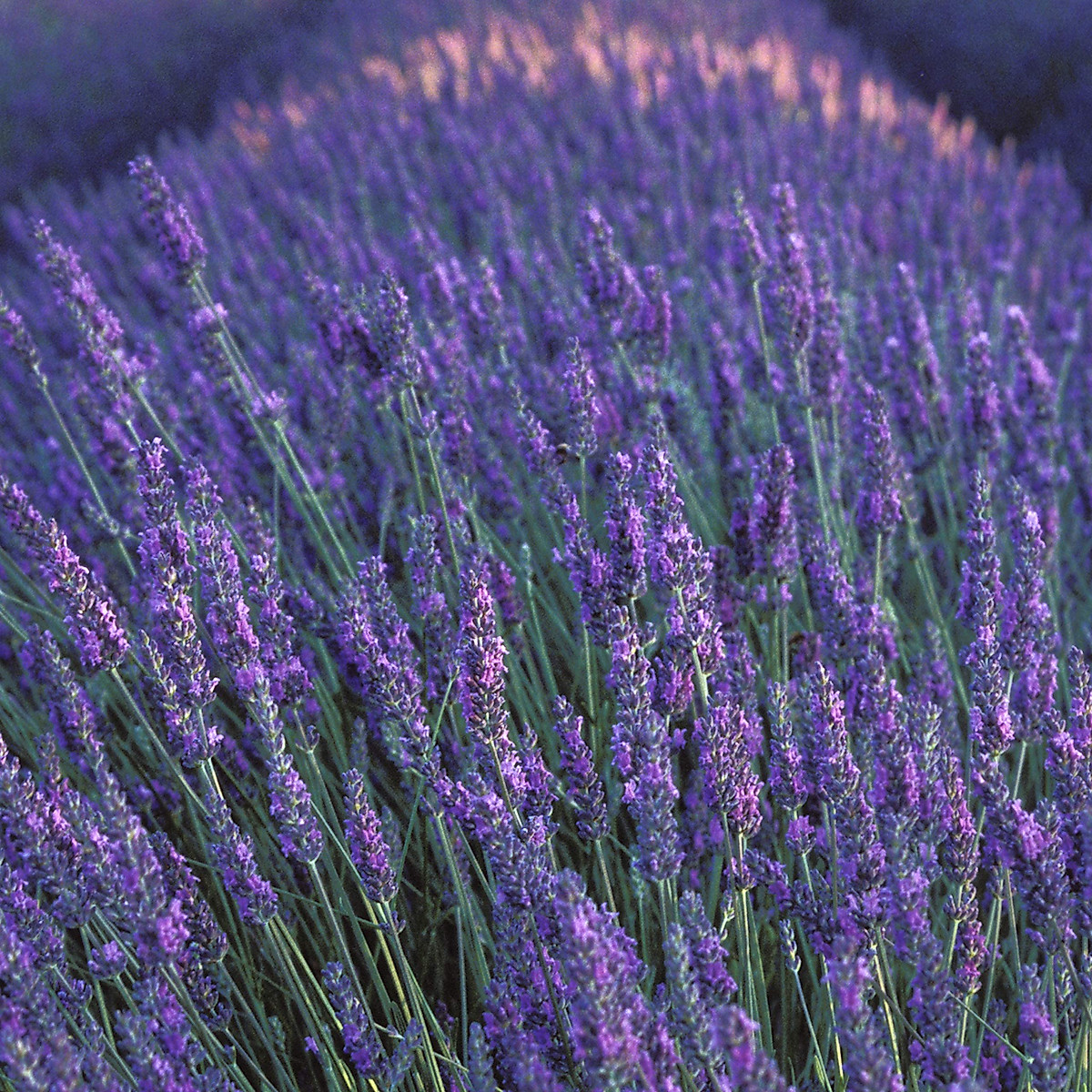 Men's Cologne Fragrance Spray by Curve, Casual Day or Night Scent, Spicy Wood Magnetic Scent, 4.2 Fl Oz