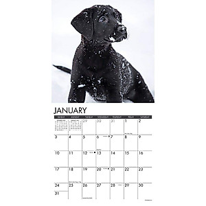Just Lab Puppies 2021 Wall Calendar (Dog Breed Calendar)