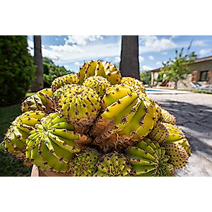 Tamron 17-28 mm F/2.8 Di III Rxd Lens for Sony E Cameras, A046SF Black