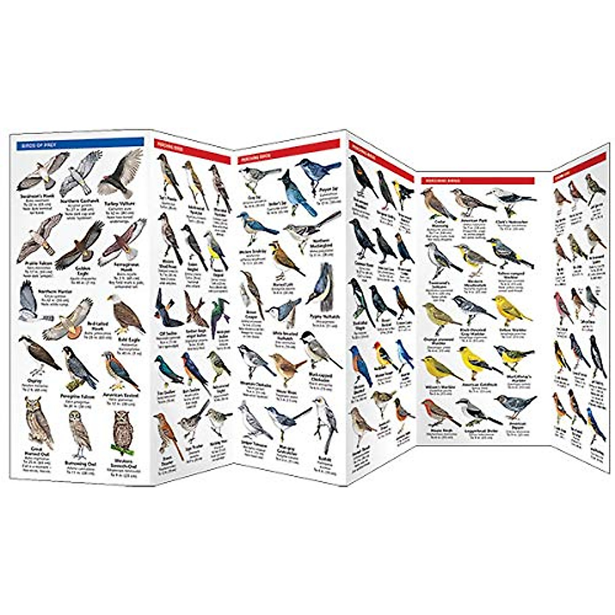 Colorado Birds: A Folding Pocket Guide to Familiar Species (Nature Observation North America)